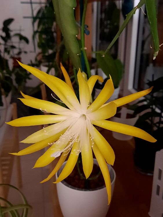 Epiphyllum Frühlingsgold (Gebraucht) in Waltenschwil für CHF 10 – mit ...