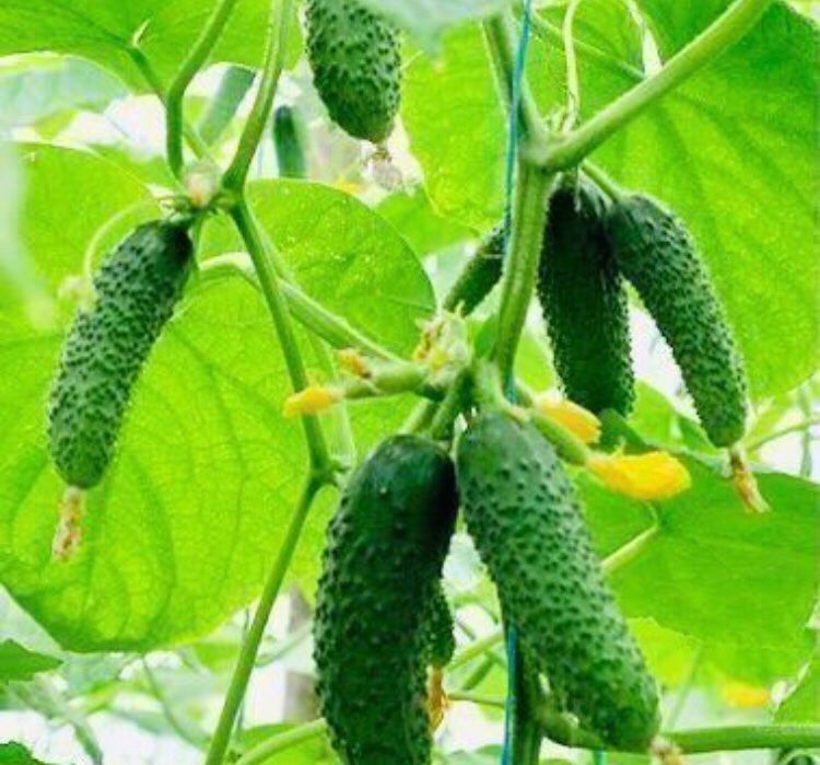 Ab 1.- fr!!! 20 Samen Graines Semi Seeds | Kaufen auf Ricardo