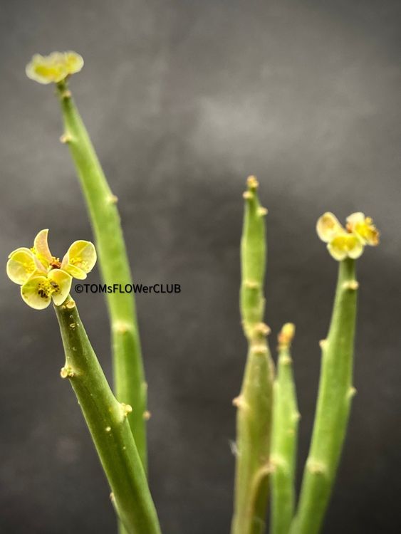 Euphorbia Phosphorea - mit schönen grünen Blüten (Neu und ...