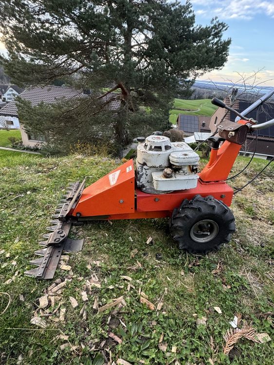 Brumi (Gebraucht) in Untereggen für CHF 300 – nur Abholung auf Ricardo ...