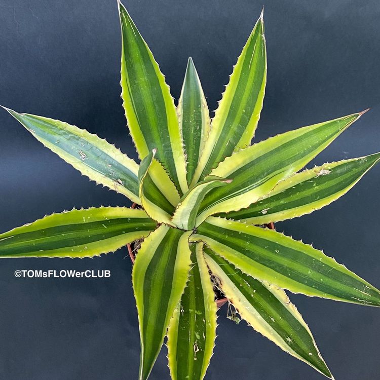 Agave Lophantha Variegata Quadricolor I | Kaufen auf Ricardo