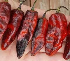 Pimenta Leopard - Capsicum Chinense - 5 Samen (Neu und originalverpackt ...