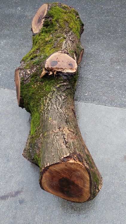 Nussholz Stamm Holz Nussbaumstamm Sägen drechseln basteln (Neu (gemäss ...