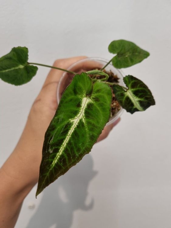 Syngonium Rayii | Kaufen auf Ricardo