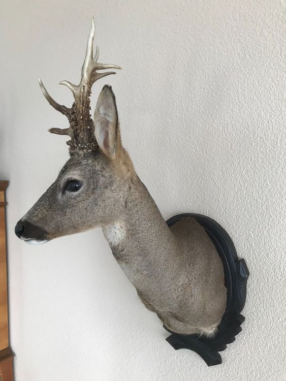 Interessanter Rehbock, Geweih, Trophäe, Präparat, Deko (Gebraucht) in ...