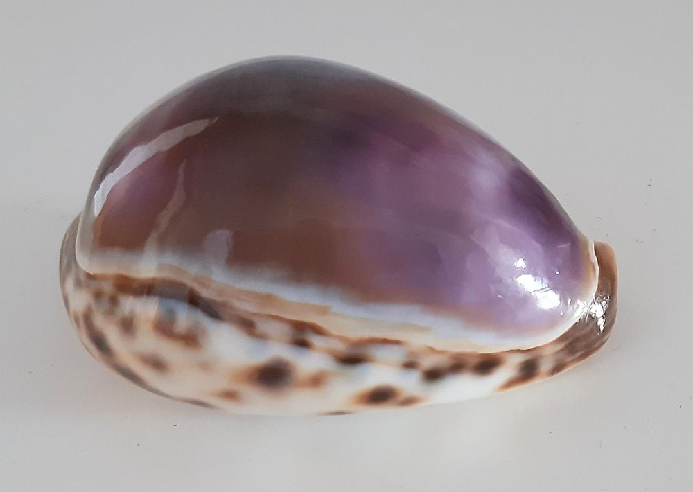 Muschel cypraea - Coquillage cypraea (Gebraucht) in Savagnier für CHF ...