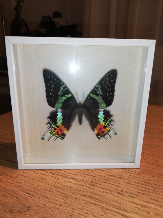 echter Schmetterling hinter Glas (Gebraucht) in Zofingen für CHF 30 – mit Lieferung auf Ricardo ...