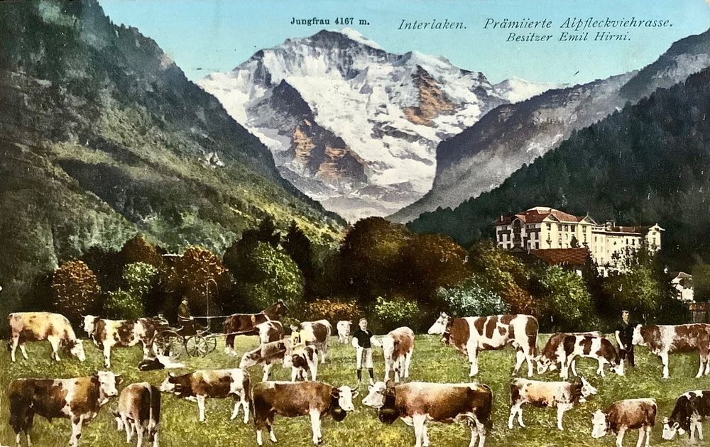 Prämierte Alpfleckviehrasse Besitzer Emil Hirni - Kühe Tiere (Gebraucht ...