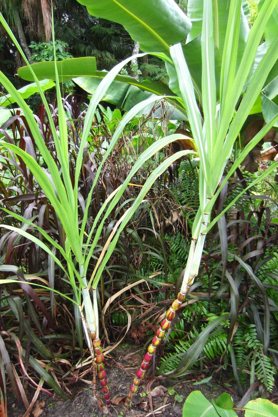 Canne à sucre panaché KO HĀPAI COLLECTION (HAWAI) (Neuf (Voir ...