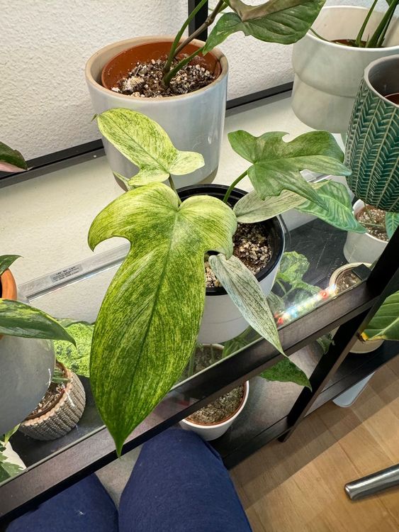 Philodendron Florida Ghost | Kaufen auf Ricardo