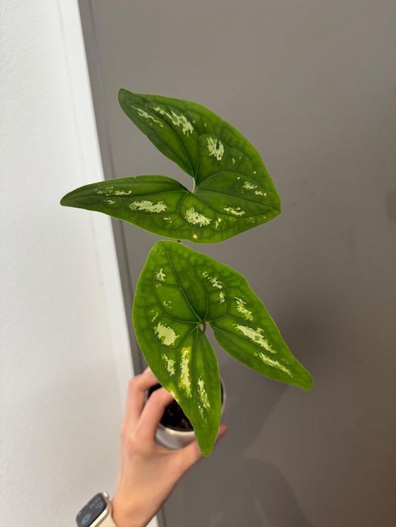 Ulearum donburnsii 'Silver Cloud' (Neu (gemäss Beschreibung)) in Zürich ...