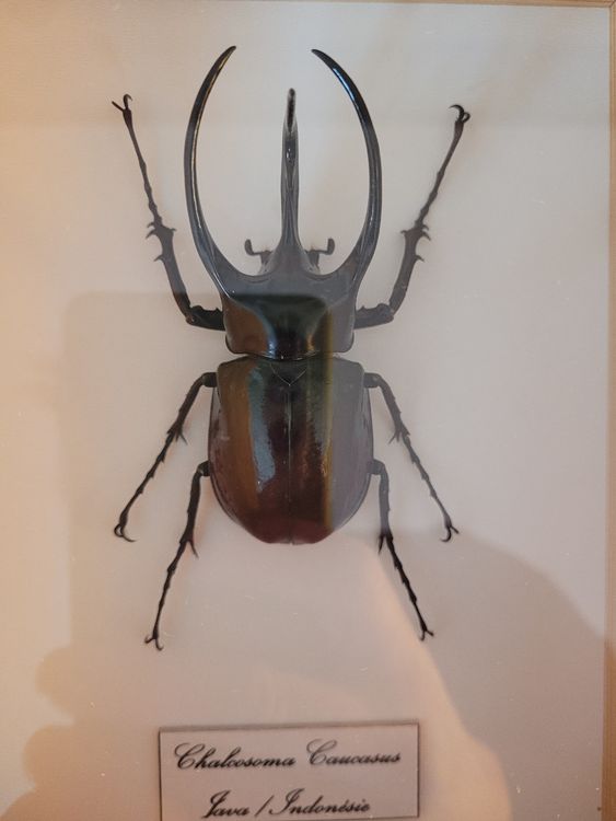 Scarabé naturaliste (Neu (gemäss Beschreibung)) in La Chaux-de-Fonds für CHF 85 – mit Lieferung ...