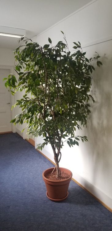 Kunstpflanze Ficus Benjamina Baum in Topf - wie echt (Gebraucht) in ...