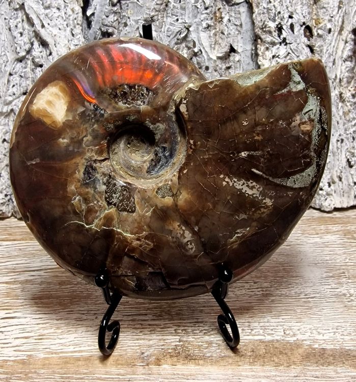 Ammonit 336g (Neu (gemäss Beschreibung)) in Matzingen für CHF 39.9 – mit Lieferung auf Ricardo ...