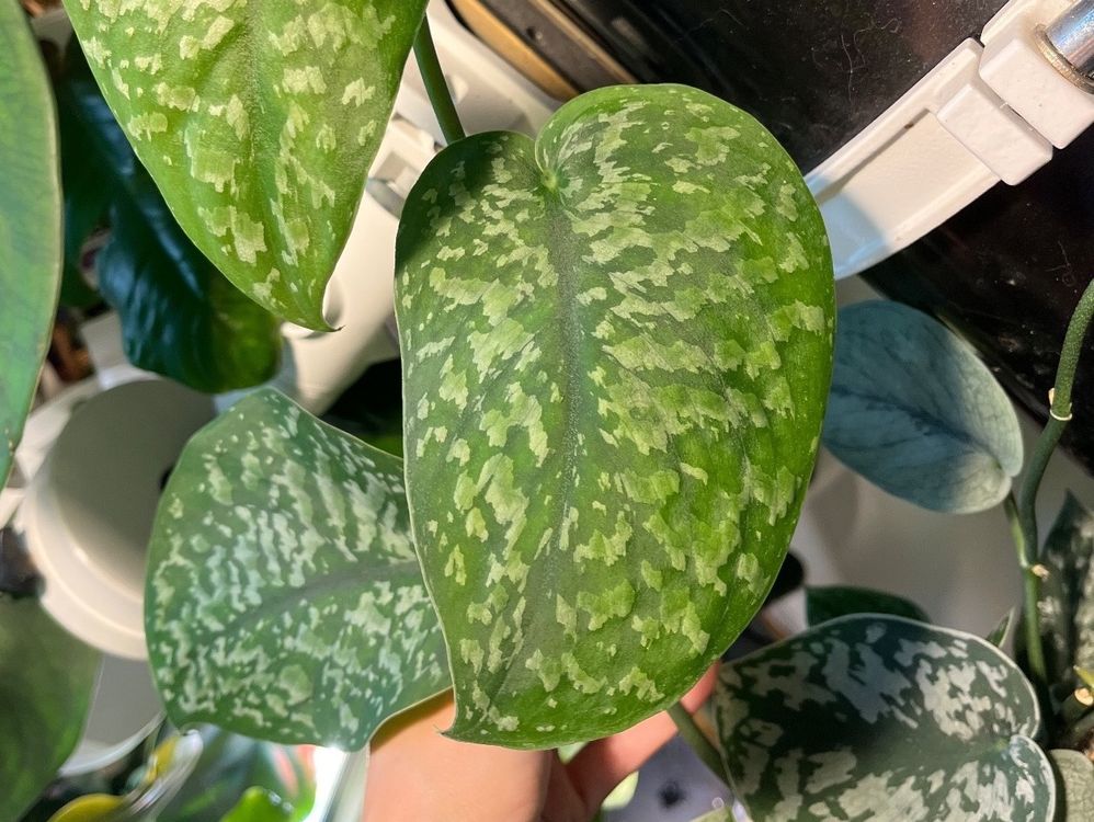 Rare Scindapsus Silver Splash (Gebraucht) in Zürich für CHF 10 – mit ...