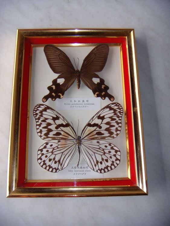 2 !! echte Schmetterlinge , hinter Glas | Kaufen auf Ricardo