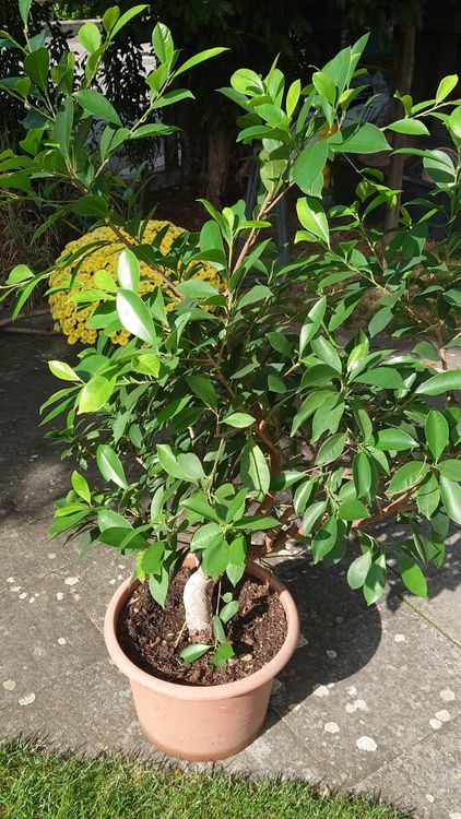 Ficus Benjamina mit Topf 150cm | Kaufen auf Ricardo