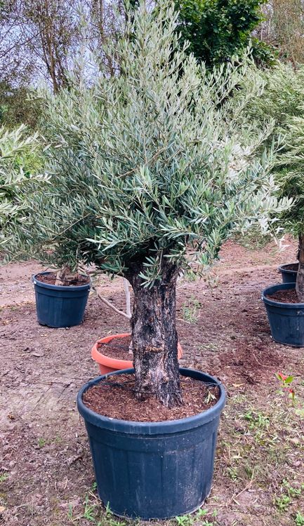 Grosser Olivenbaum Olivenbaum mit breiter Krone (Gebraucht) in Riedt b. Erlen für CHF 510 – nur ...