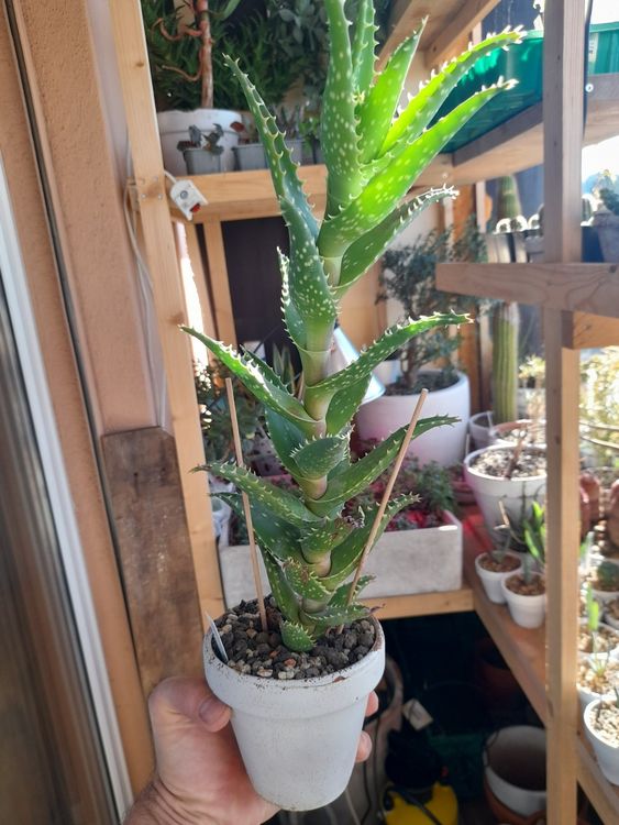 Aloe concinna (Gebraucht) in Marly für CHF 15 – mit Lieferung auf ...
