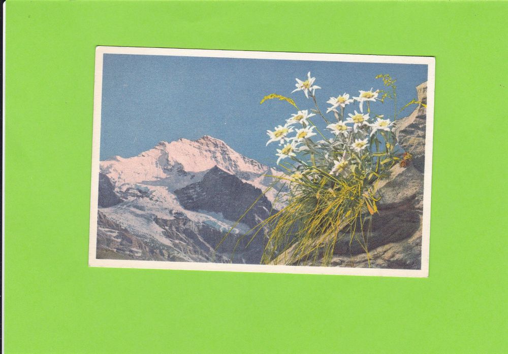 Die Jungfrau-Edelweiss--E. Gyger (Gebraucht) in St. Peterzell für CHF 1 ...