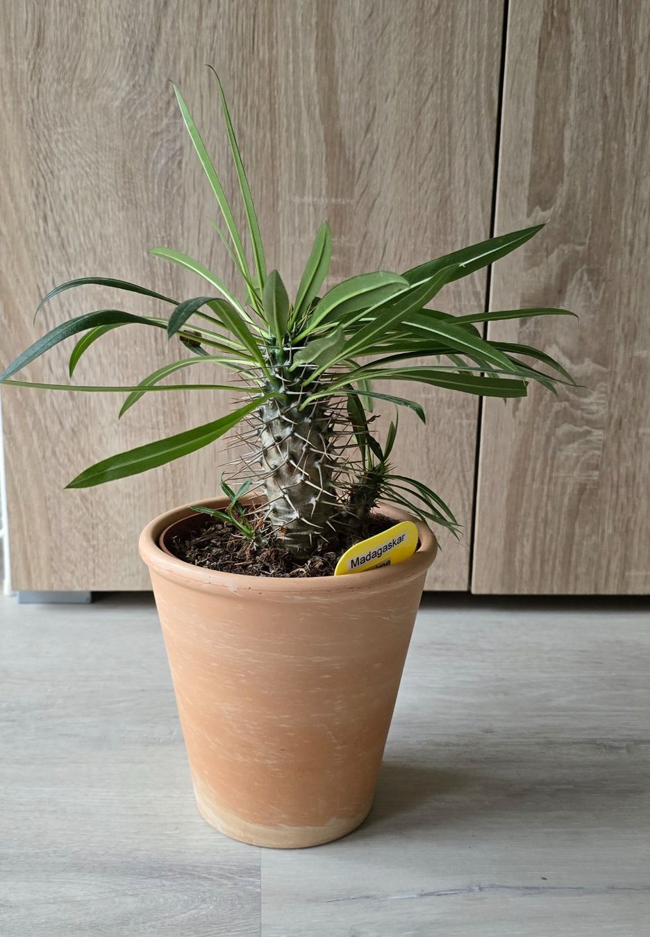 Madagaskar Palmen, Pachypodium, pflegeleicht im Topf🌴 (Gebraucht) in ...