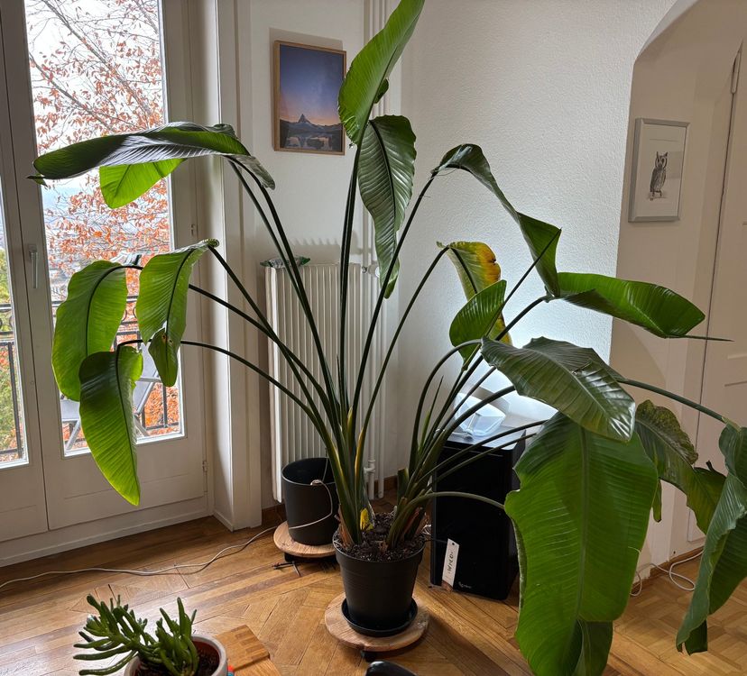 Riesige Strelitzia Nicolai / Baum-Strelitzie (Gebraucht) in Zürich für CHF 100 – nur Abholung ...