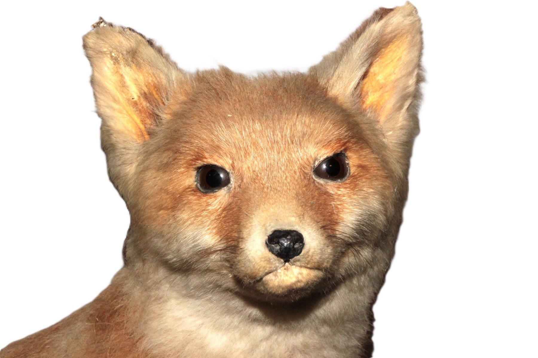 Tierpräparat / junger Fuchs /H 32 cm (inkl. Sockel) L: 34 cm (Gebraucht ...