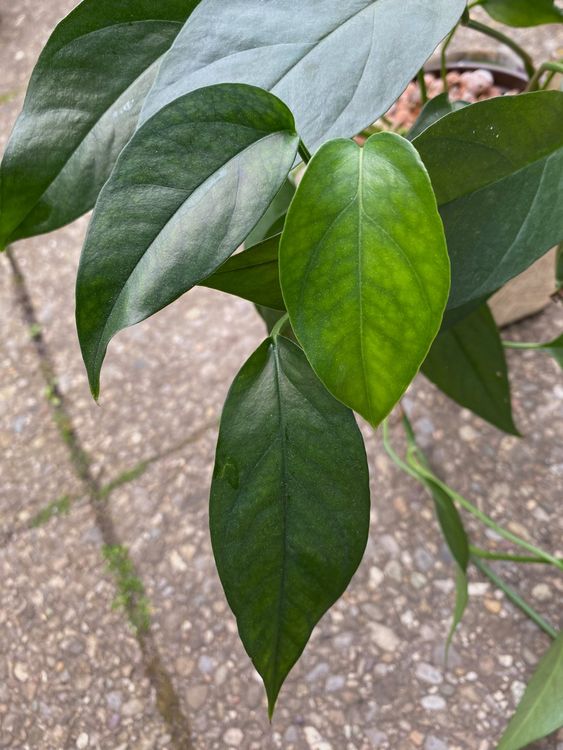 Efeutute Epipremnum pinnatum Blue Form, gross, Hydrokultur | Kaufen auf ...