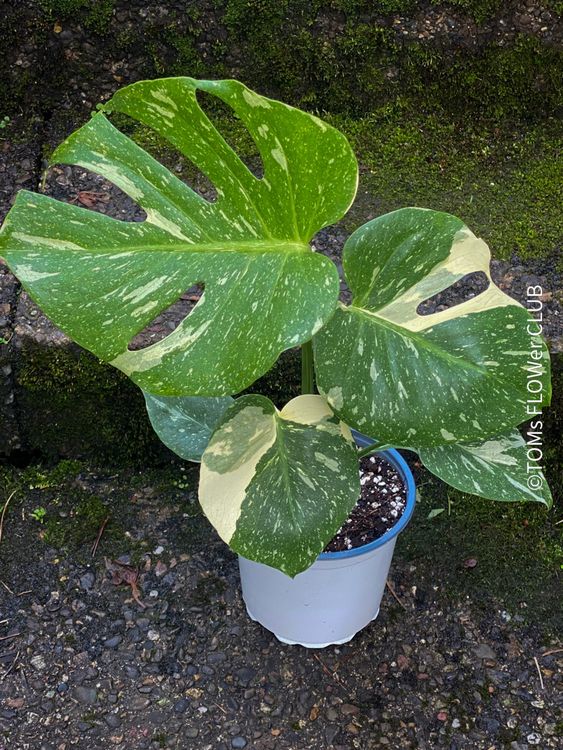 Monstera Deliciosa Thai Constellation (Neu (gemäss Beschreibung)) in Adliswil für CHF 159 – mit ...