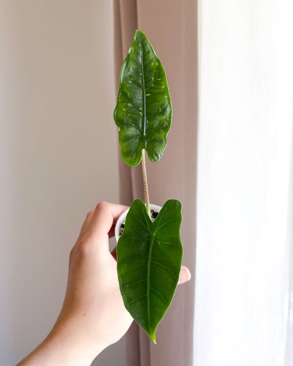 Alocasia Boyceana 'Shattered Glass' | (Neu (gemäss Beschreibung)) in ...