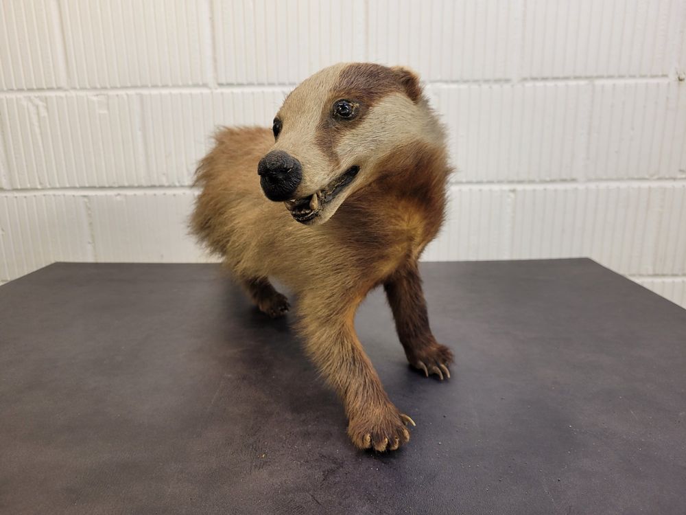 Dachs Allesfresser Figur Tierpräparat Ausgestopftes Tier (Gebraucht) in ...