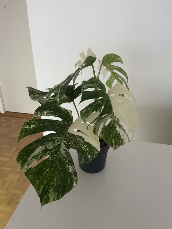 Monstera deliciosa variegata Pflanze c.a 50 cm Rarität! (Gebraucht) in ...