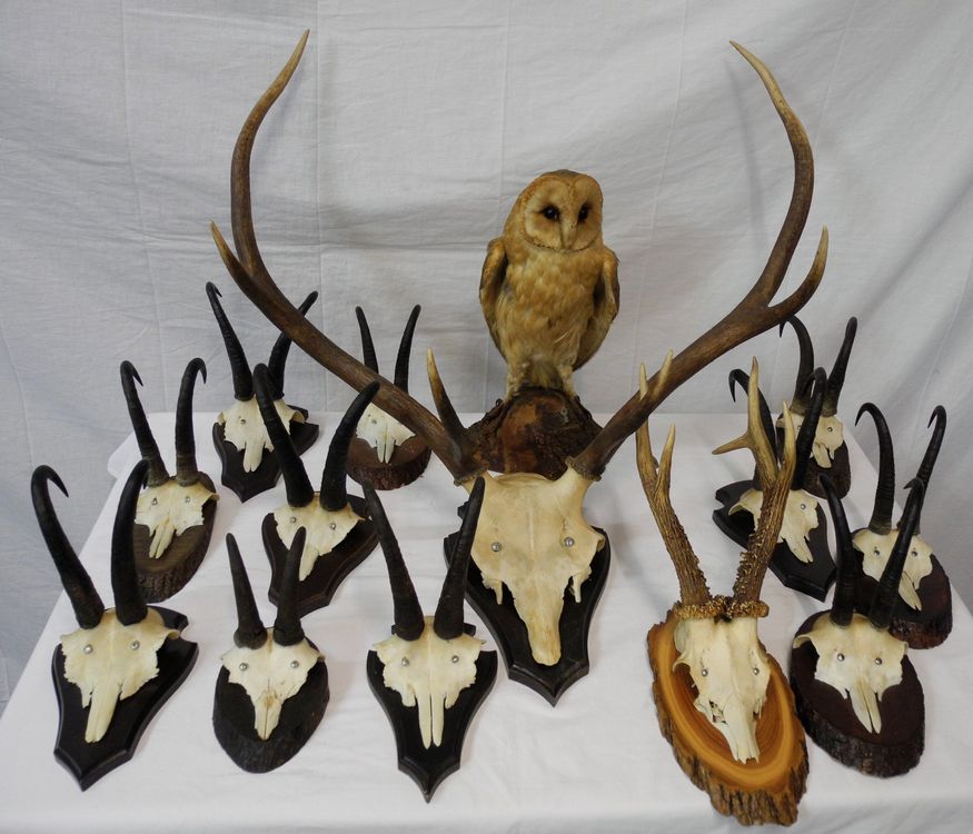 13 Geweihe und 1 Uhu ab 1Sfr. | Kaufen auf Ricardo