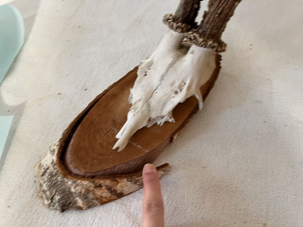 Geweih auf Holzsockel, Deko Hirschgeweih, Wanddeko (310) (Gebraucht) in ...