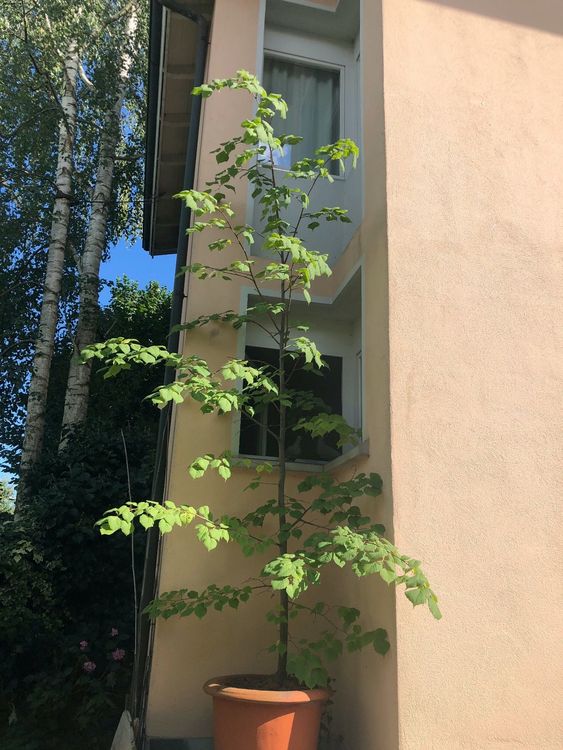 Lindenbaum (Gebraucht) in Bern für CHF 1 – nur Abholung auf Ricardo kaufen