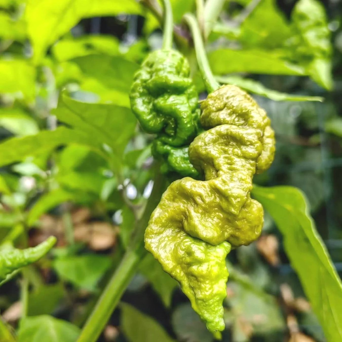 Chili - Golden Primotalii, 🔥 4, extrem scharf, 5 Samen (Neu und ...