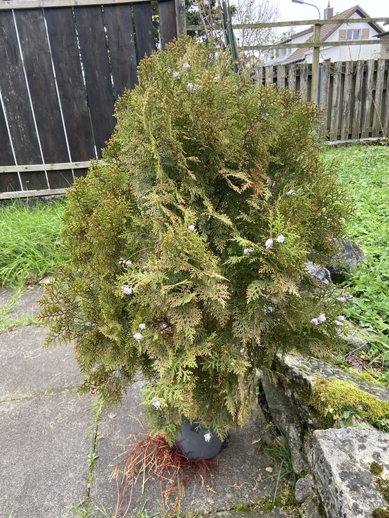 Kleiner Baum, ev. Zypresse (Gebraucht) in Solothurn für CHF 0.1 – nur Abholung auf Ricardo kaufen
