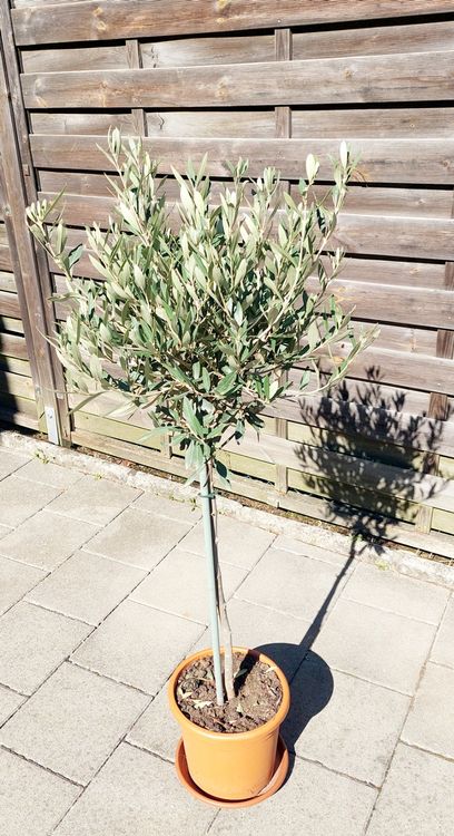 Olivenbaum Stämmchen | Kaufen auf Ricardo