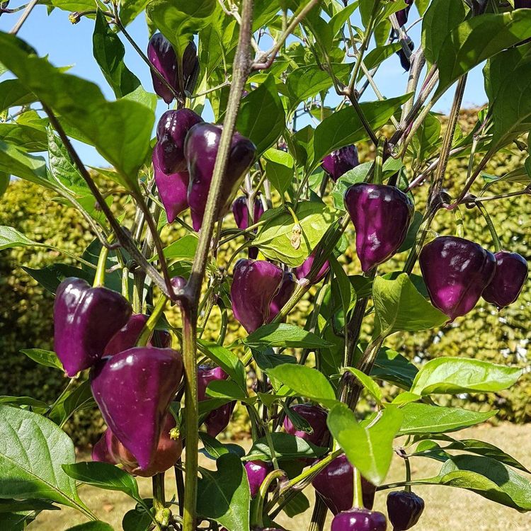 Chili Purple Ufo Hot Pepper - Samen (Neu und originalverpackt) in ...