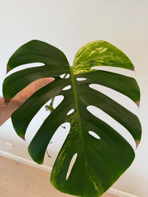 Monstera Aurea ( large form ) (Neu (gemäss Beschreibung)) in Meilen für ...