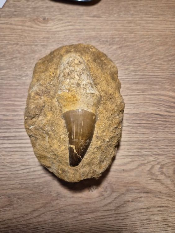 Dent fossile de mosasaure – Crétacé – pièce de collection (Gebraucht ...