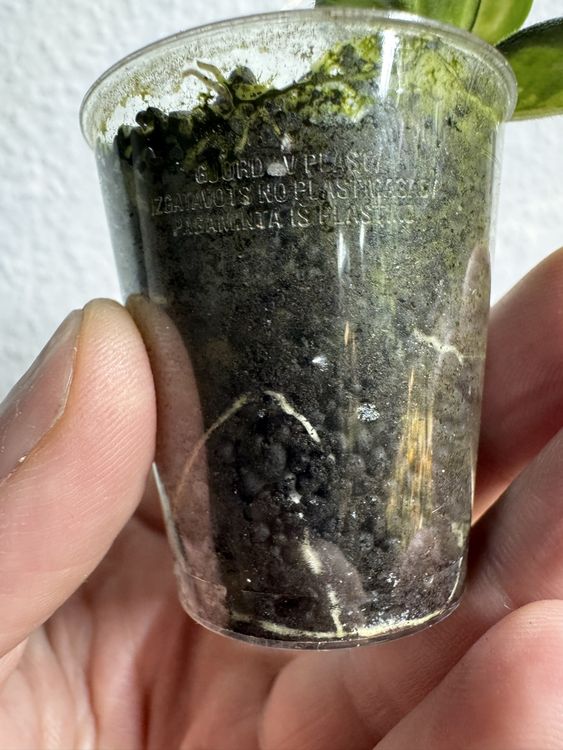Hoya 'Mathilde' variegata! 🦄🦄🦄RARITÄT! (Gebraucht) in Zürich für CHF 65 ...