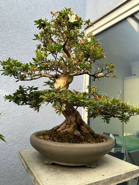 Japanische Azalee Baum