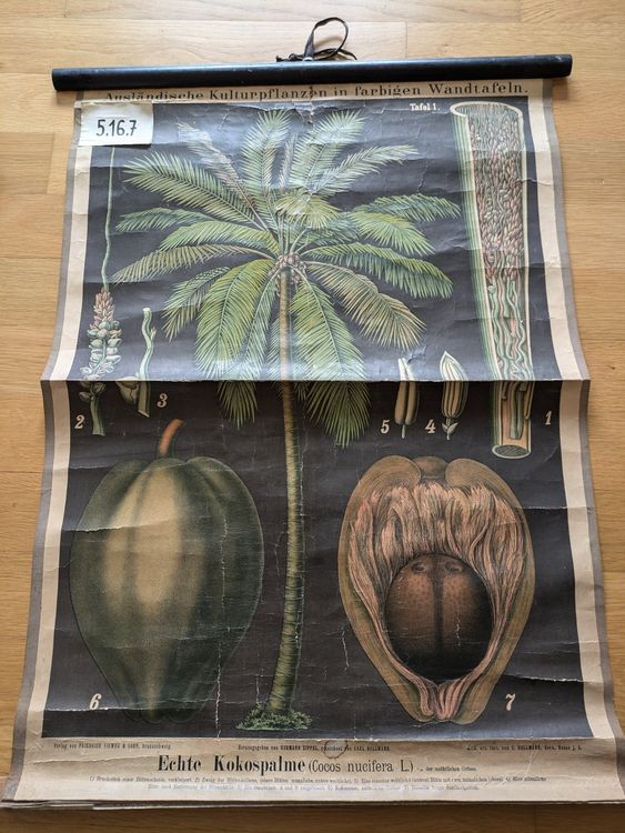Vintage Schulwandbild Kokospalme Botanik (Gebraucht) in Zürich für CHF 28 – mit Lieferung auf ...