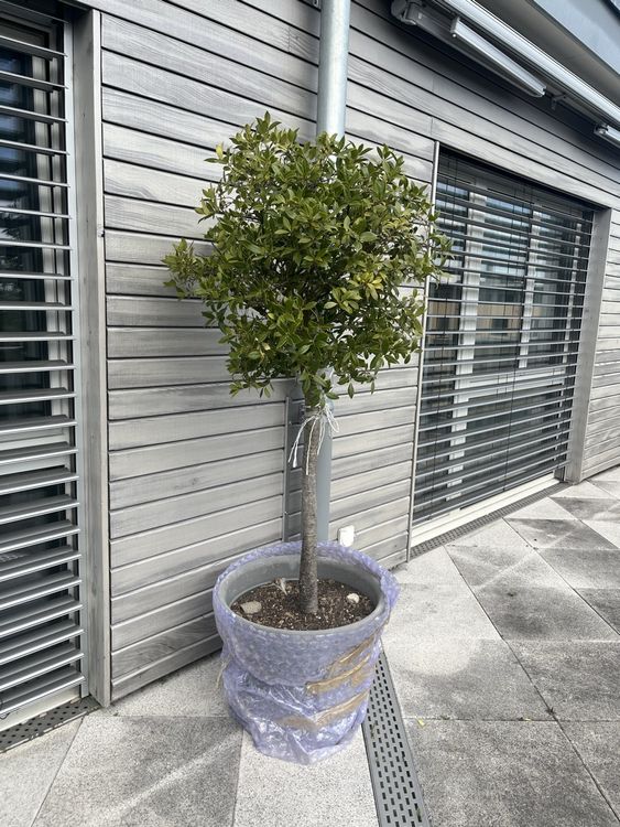 Large potted Ficus Tree ~179cm tall (Neu (gemäss Beschreibung)) in ...