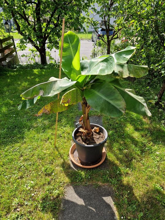 Bananenbaum | Kaufen auf Ricardo