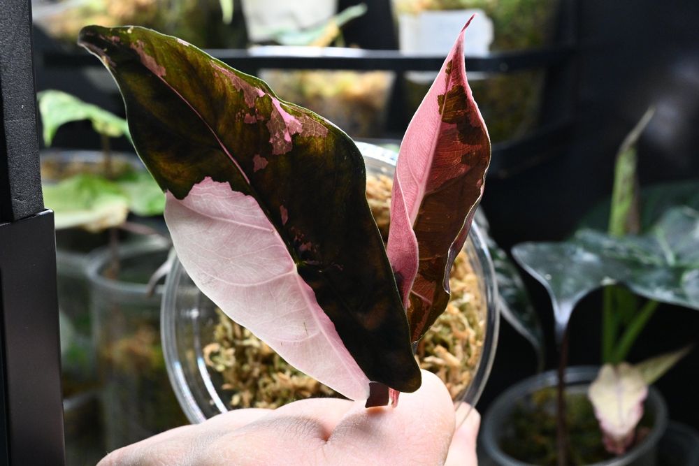 Alocasia Chantrieri pink (Gebraucht) in Crissier für CHF 280 – mit ...