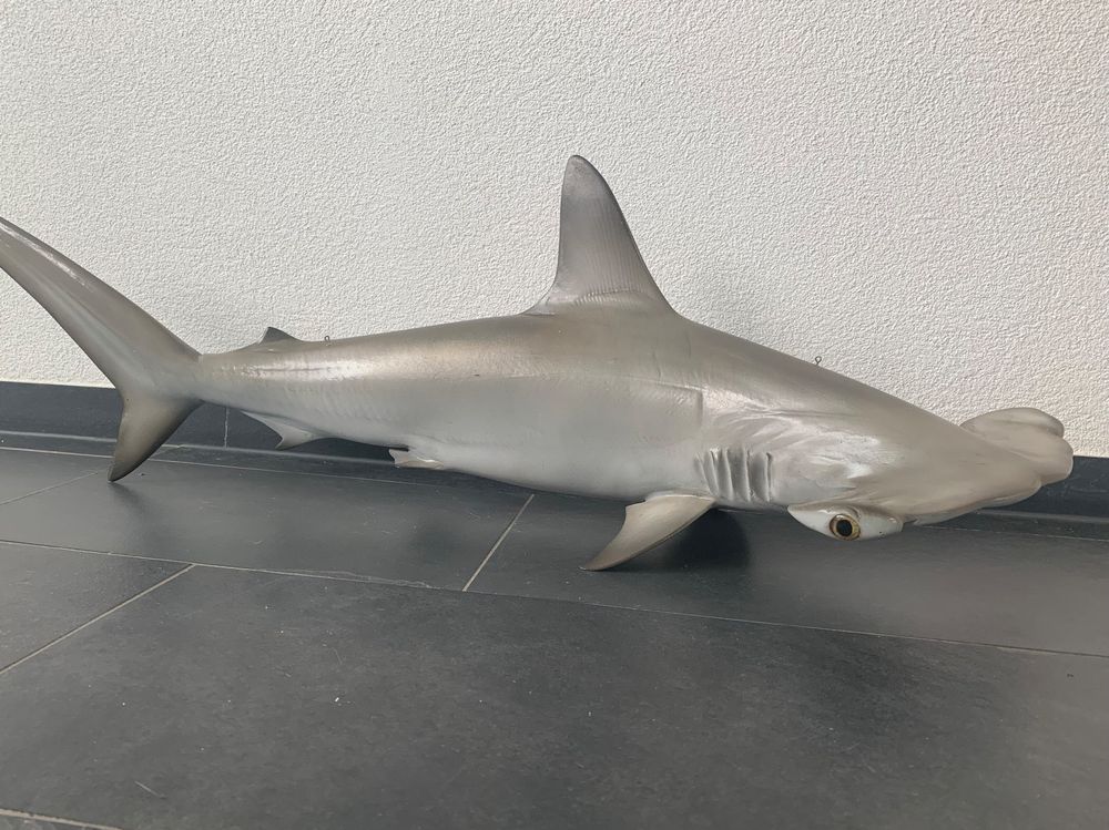 Hammer Hai Fisch Model - Einzelanfertigung (Neu (gemäss Beschreibung ...