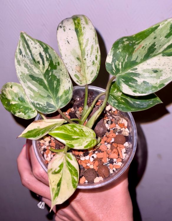 Philodendron Emerald Ice | Kaufen auf Ricardo