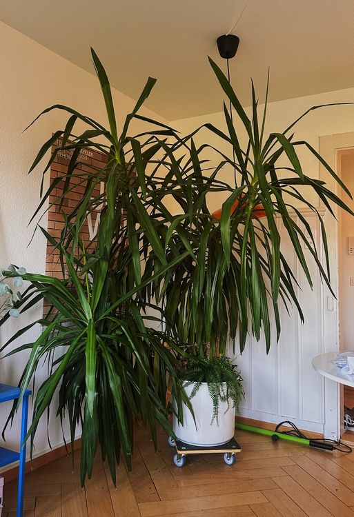 Yucca Palme 2m
